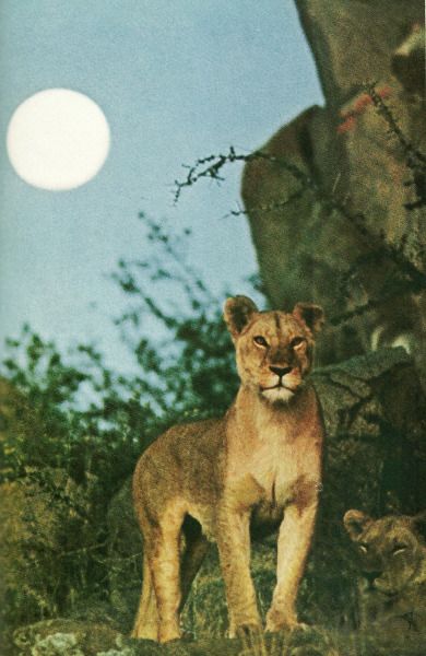 Full Moon in Leo || February 5 – Atone